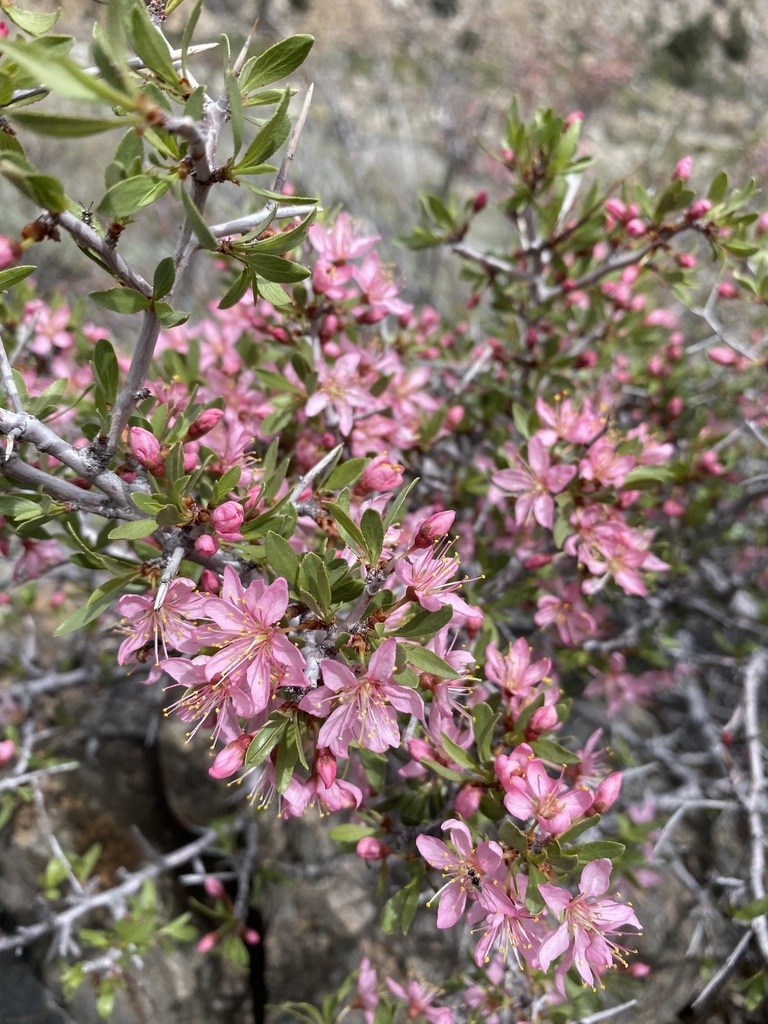 Desert Peach from Humboldt-Toiyabe National Forest, Coleville, CA, US ...