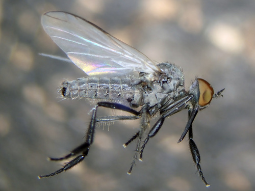 Empis chioptera · iNaturalist United Kingdom