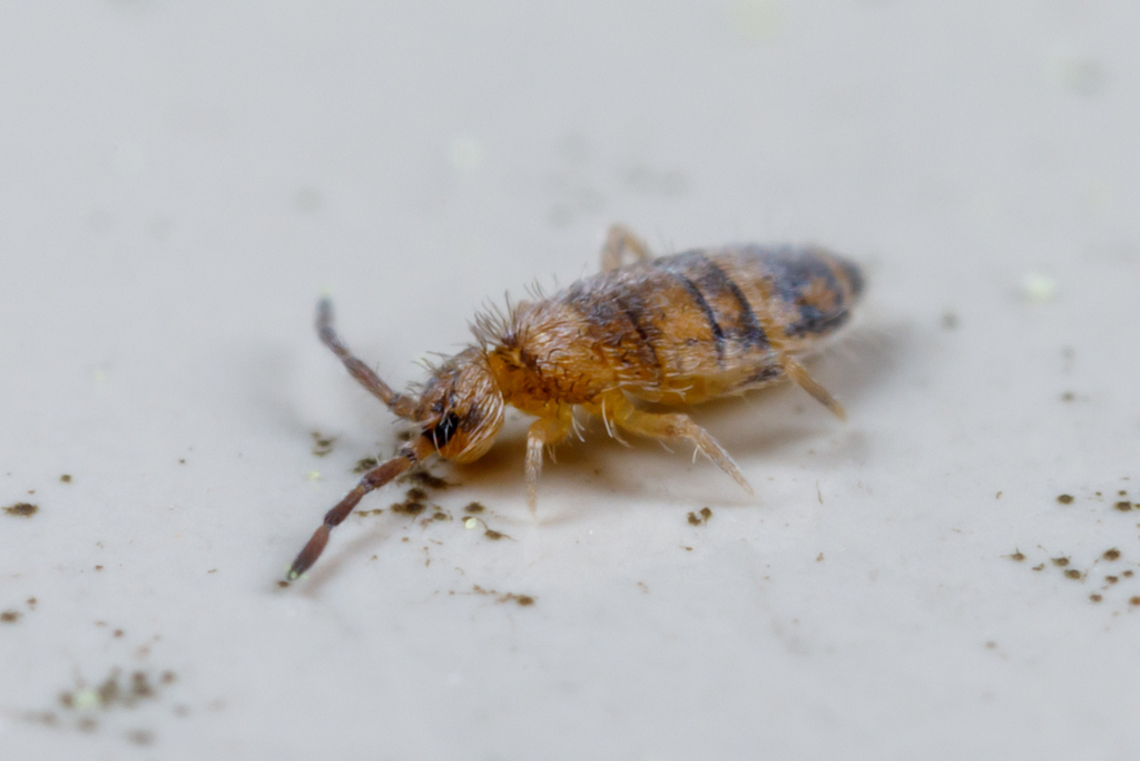 Entomobrya from Kent County, DE, USA on April 25, 2020 at 05:41 PM by ...
