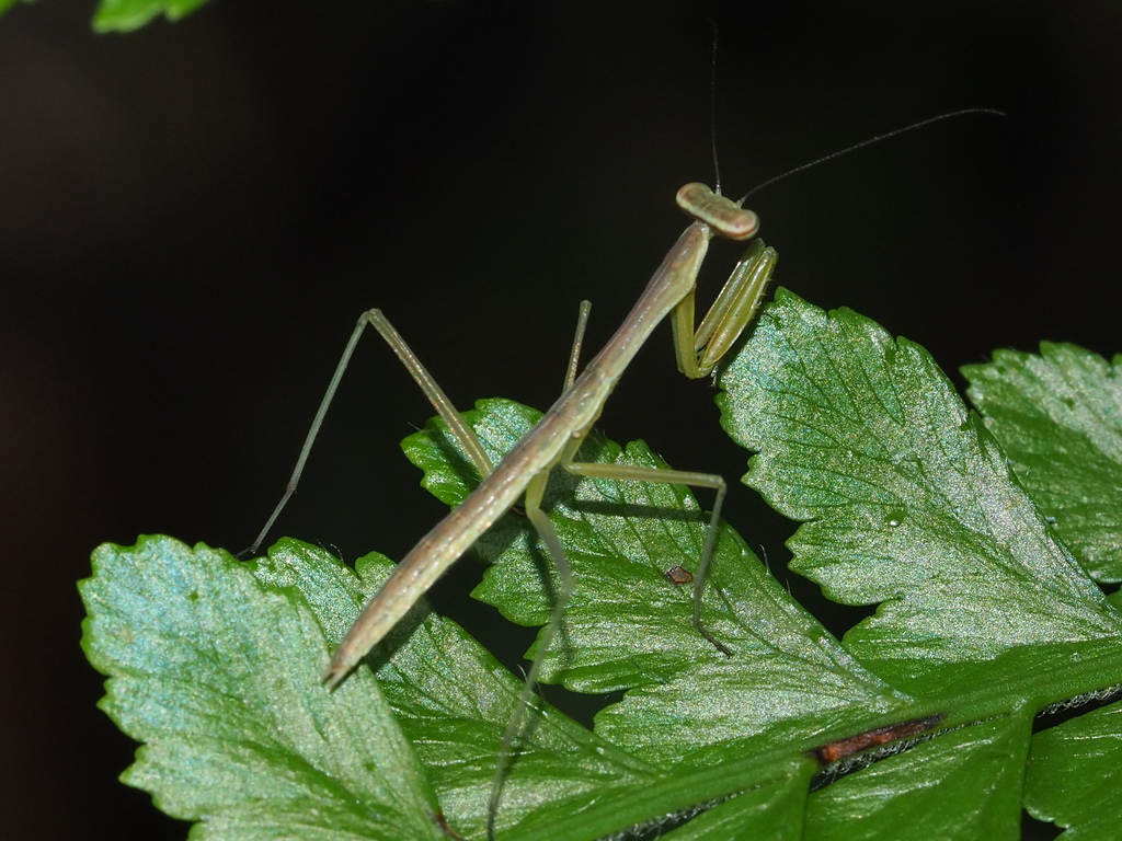 Tenodera from 367台灣苗栗縣三義鄉 on April 25, 2020 at 01:36 PM by 羅忠良 ...