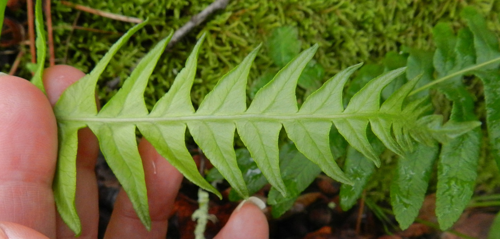 Nested Polypody (Polypodium calirhiza) - Botanical Realm