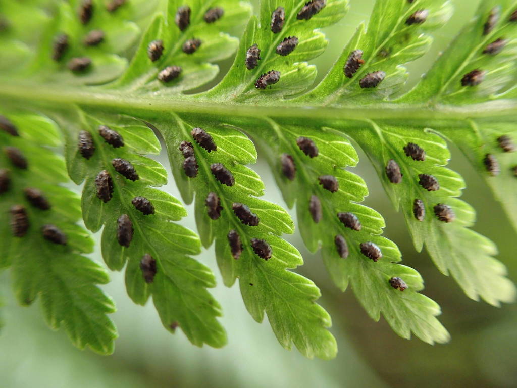 Diplazium caudatum (Tenerife Plants Polypodiopsida) · iNaturalist