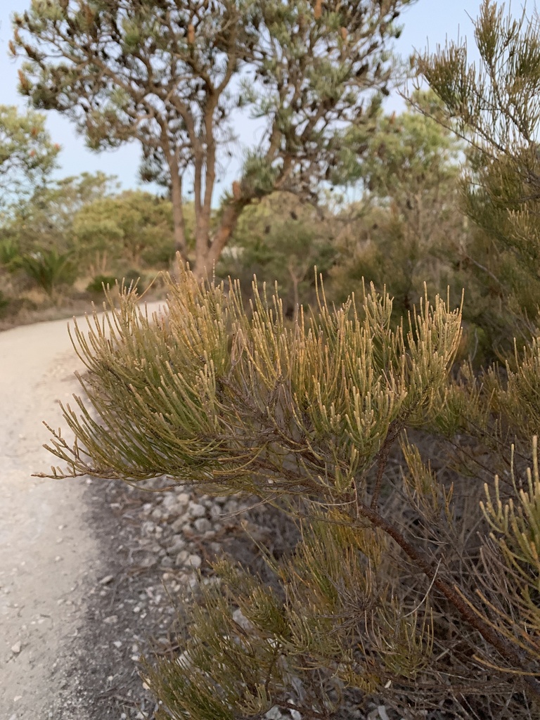 dwarf sheoak (Allocasuarina humilis) - Botanical Realm