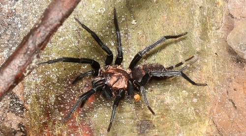 Linothele jelskii · iNaturalist