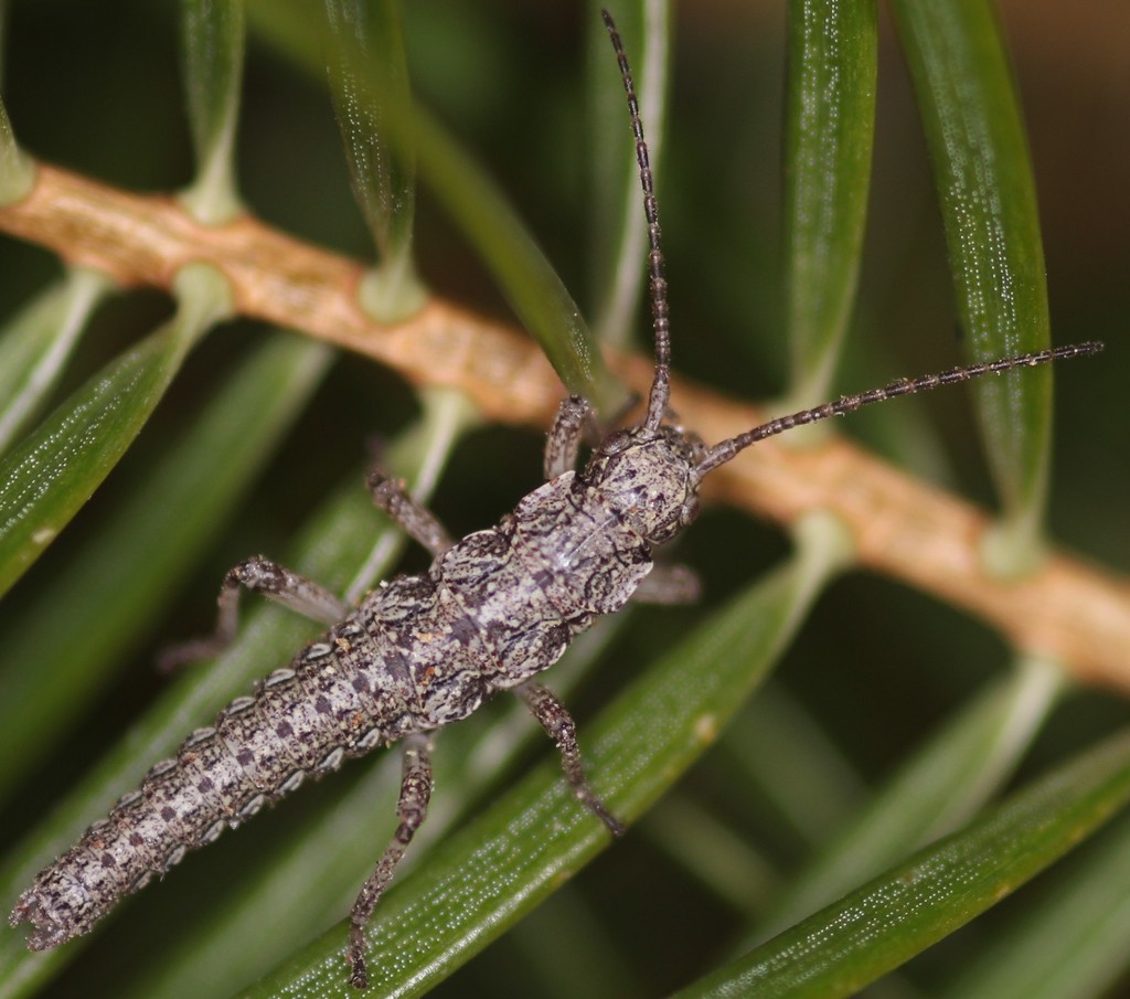 Santa Rita Mountains Timema (Stick Insects of the United States ...