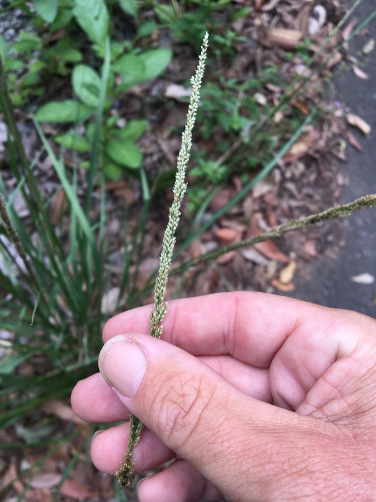 Giant rat's tail grass from Byfield State Forest, Weerriba, QLD, AU on ...
