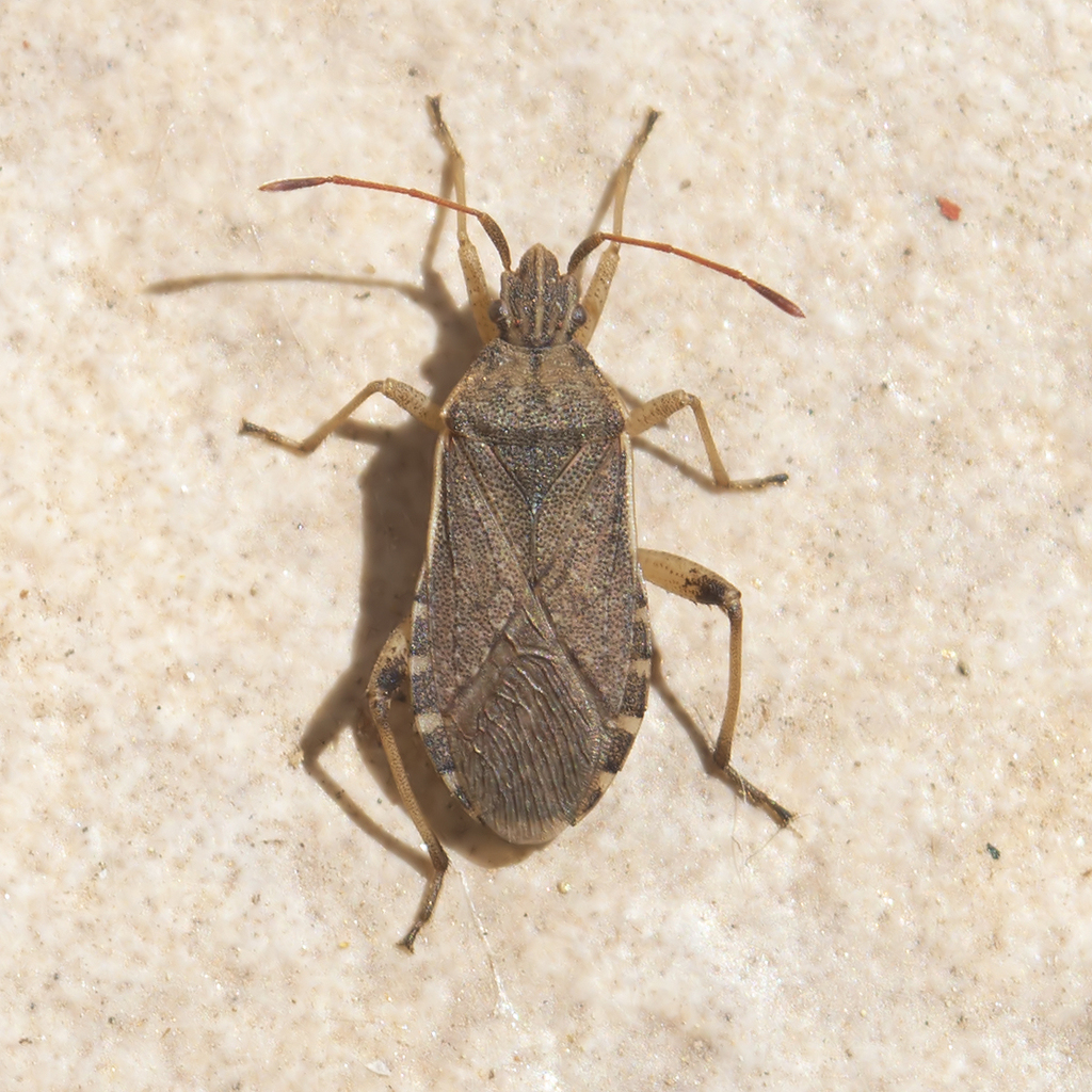 Ceraleptus obtusus (Madeira True Bugs) · iNaturalist