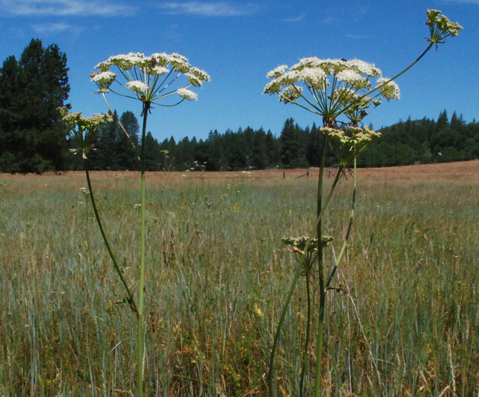 Howell's yampah (Cascade-Siskiyou National Monument) · iNaturalist