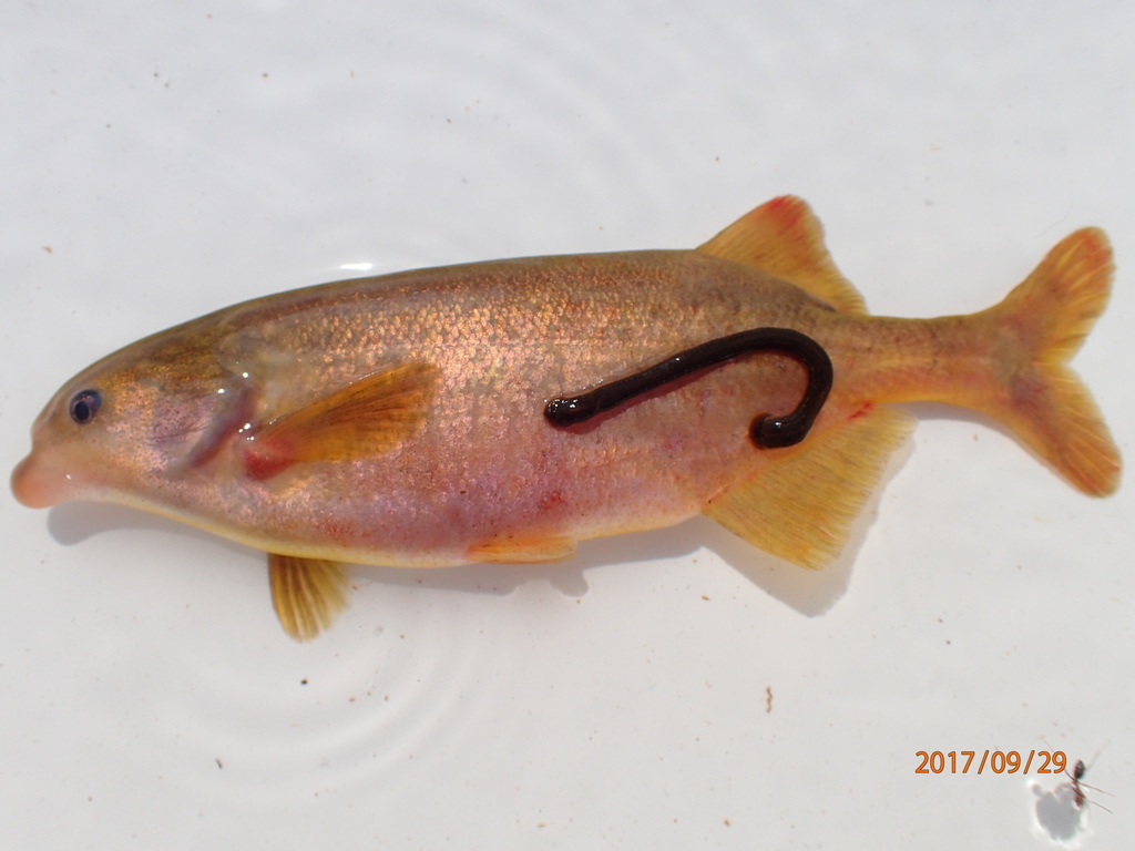 Scalytail Bulldog (Marcusenius caudisquamatus) - Marine Life Identification