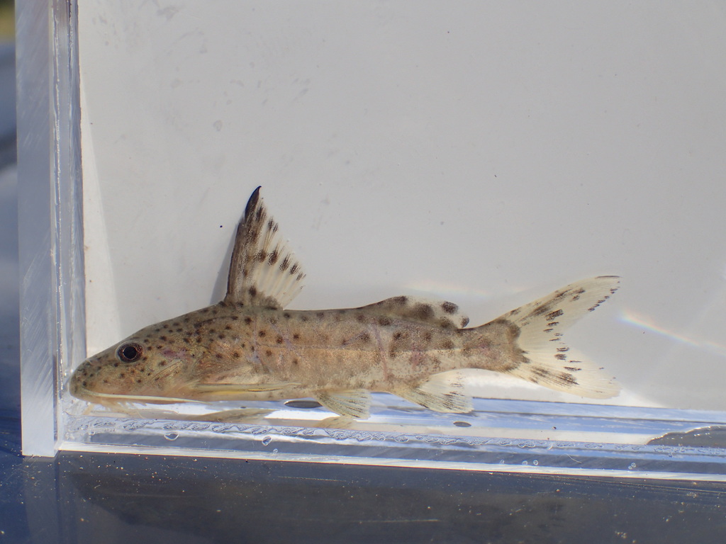 brown squeaker from Gorongosa, Mozambique on July 8, 2017 at 01:08 PM ...