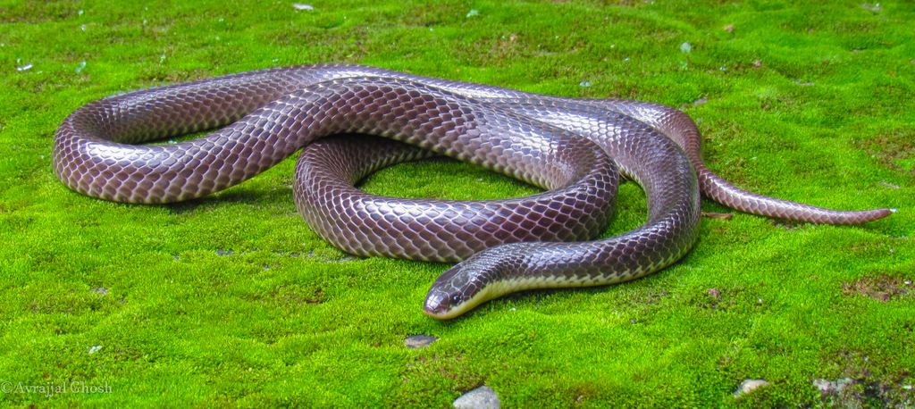 Lesser Black Krait from Dima, West Bengal on July 09, 2012 at 08:59 AM ...