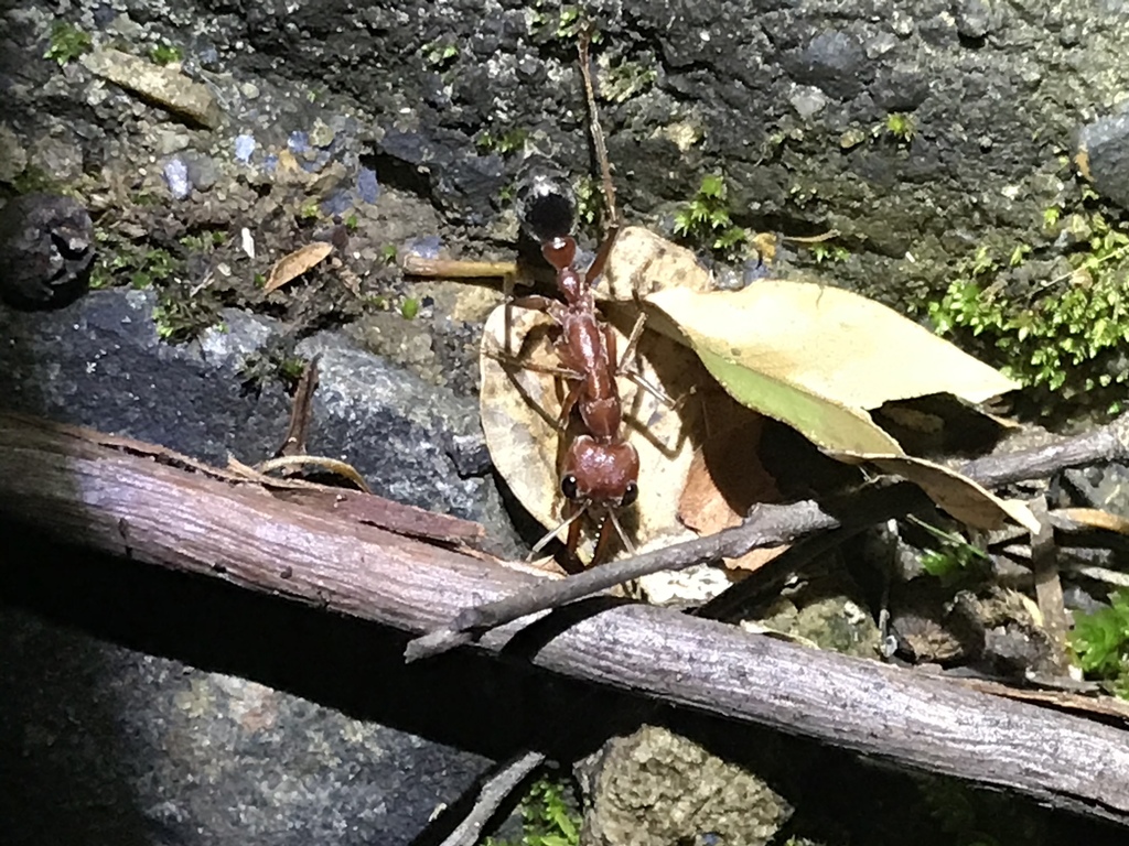 Giant Bulldog Ant from Lamington National Park, Binna Burra, QLD, AU on ...