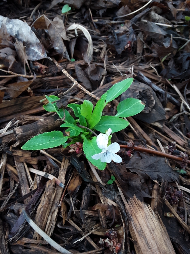 primrose-leaved violet in April 2020 by dvdkssrw · iNaturalist