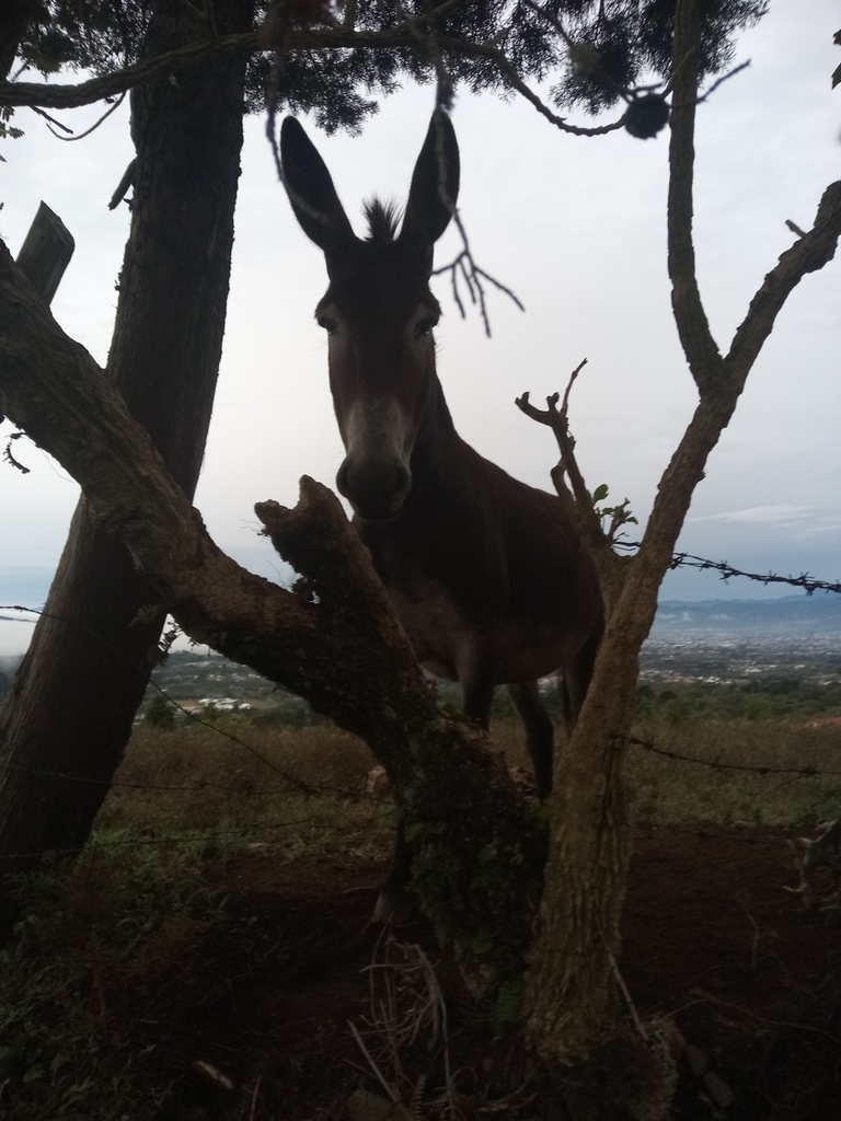 Donkey from San Isidro, CR-HE, CR on April 30, 2020 at 05:42 AM by Leo ...