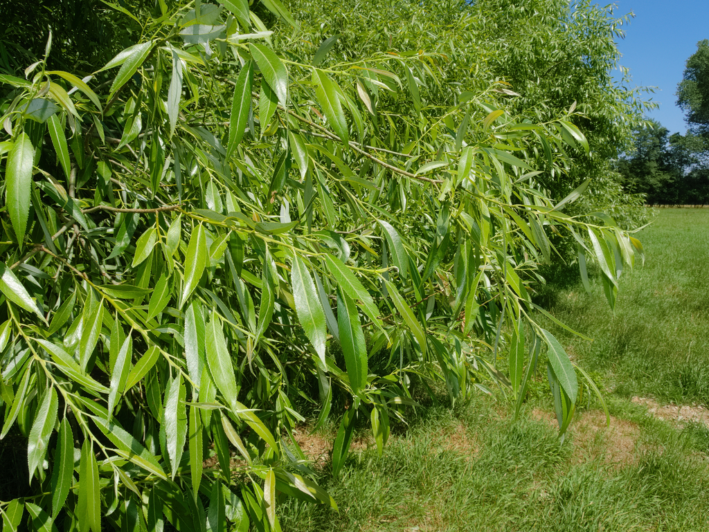 crack willow (Plants of Chatfield State Park) · iNaturalist