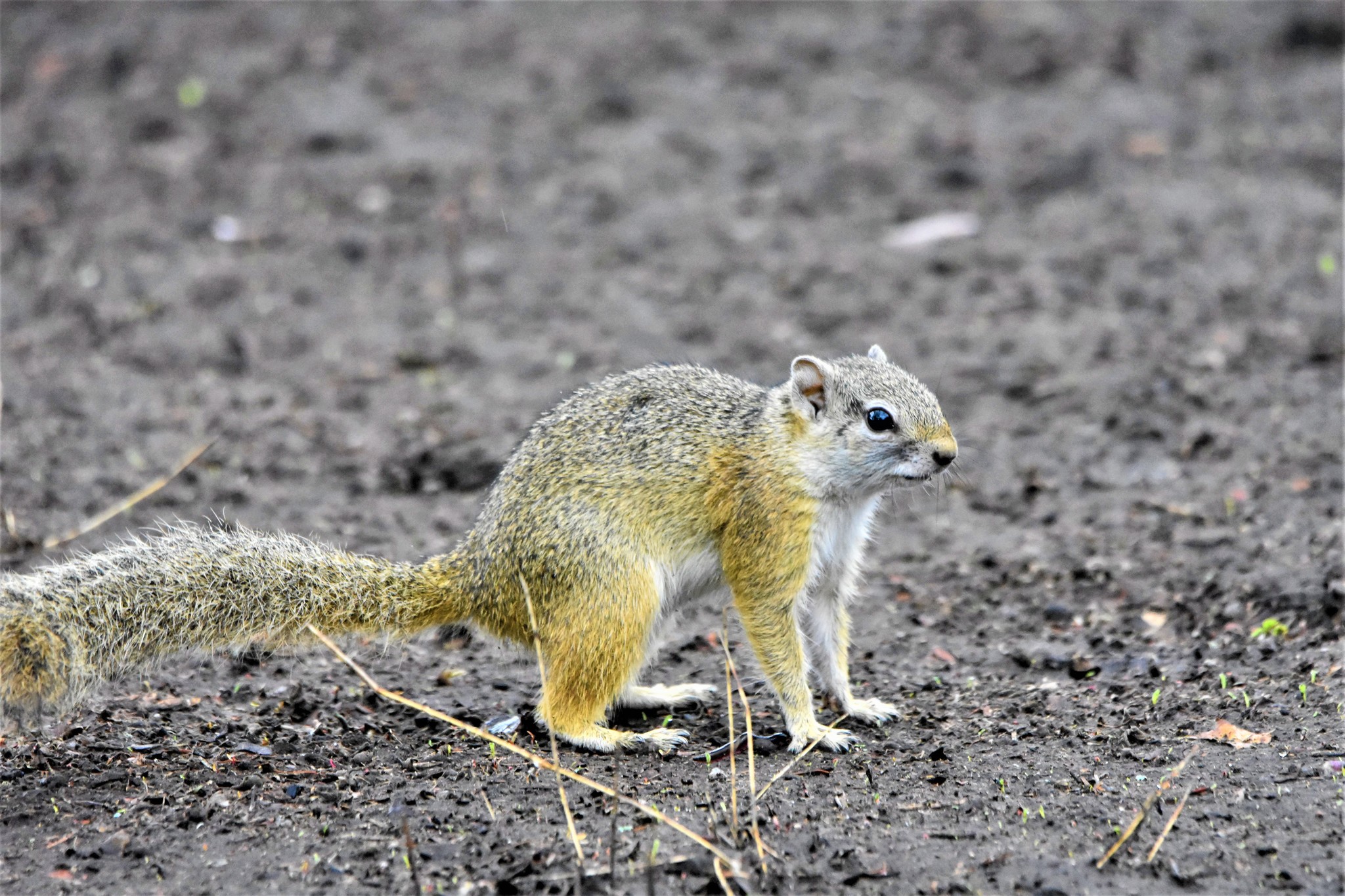 African Bush Squirrel Red Bush Squirrel (Paraxerus Palliatus)