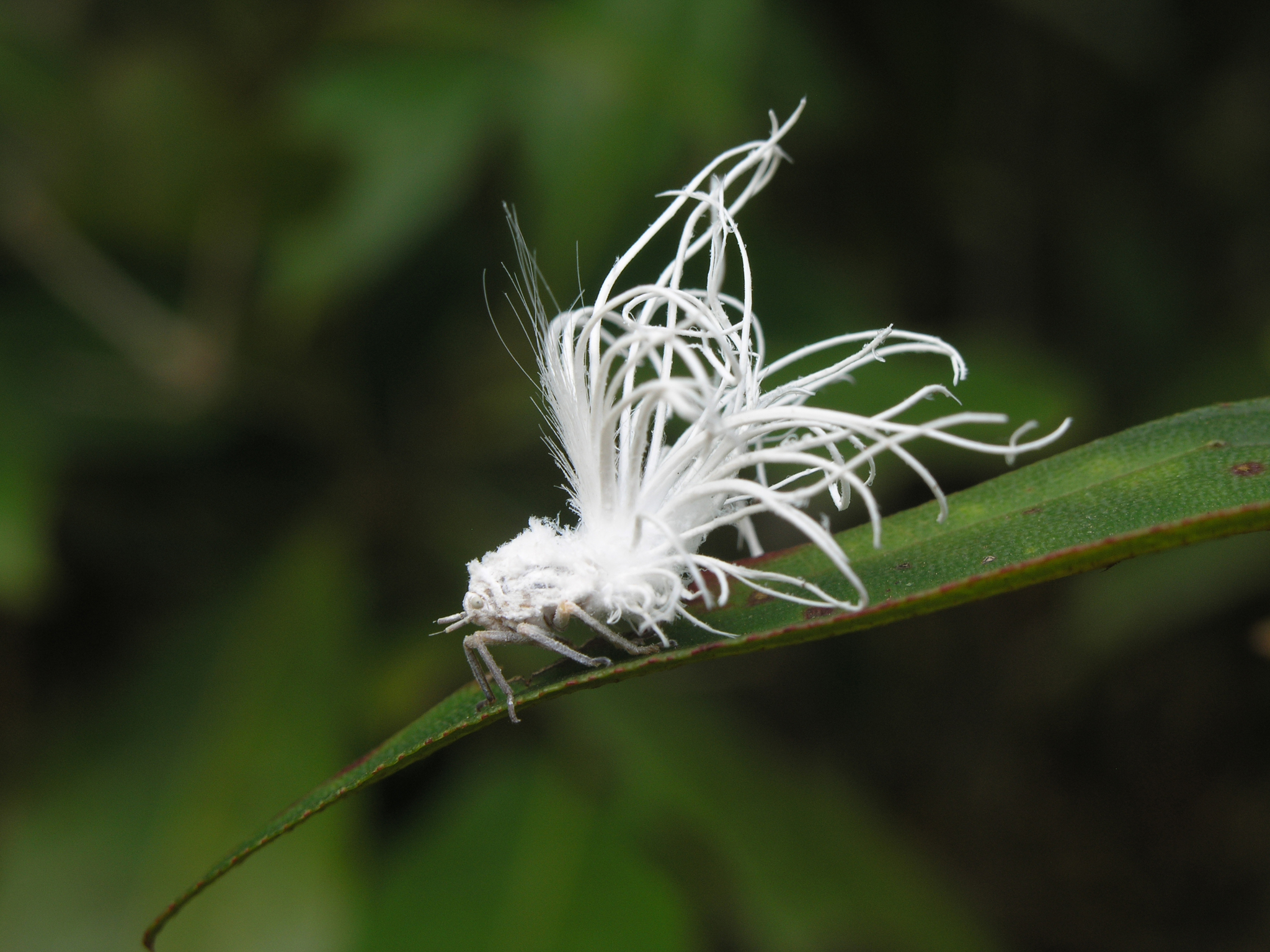 Wax “tails” enable planthopper nymphs to self-right midair and land on ...