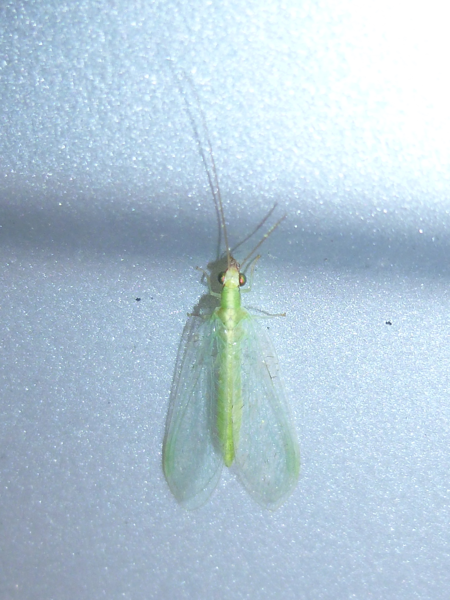 Chrysoperla externa (Hagen, 1861)