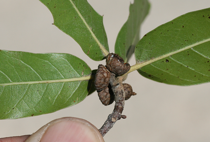 (Quercus devia) - Botanical Realm