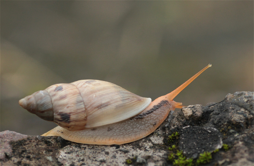 Drymaeus from Gualaquiza, Ecuador on April 03, 2019 by ajott · iNaturalist
