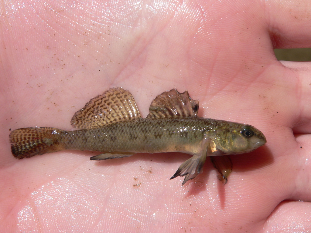 Tessellated Darter (A field guide to aquatic and semiaquatic organisms ...