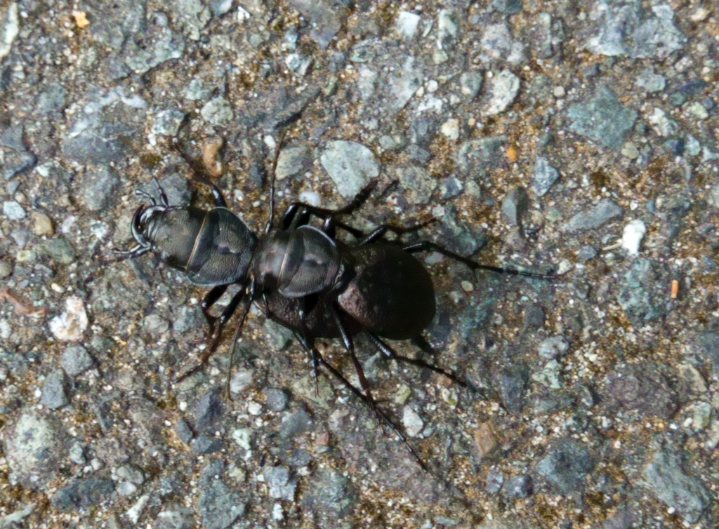 Greater Night-stalking Tiger Beetle from Discovery Park, Seattle, WA ...