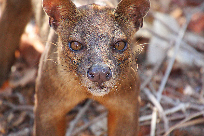 Fossa in October 2018 by Barbara Schneider. One of four; young male 1 ...