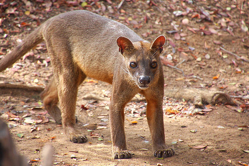 Fossa (Cryptoprocta ferox) - Know Your Mammals
