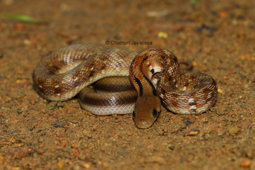 Common Indian trinket snake (Coelognathus helena helena) - Snakes and ...
