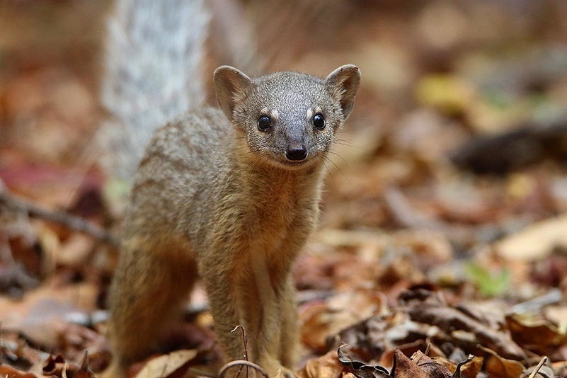 Bokiboky (Mungotictis decemlineata) - Know Your Mammals