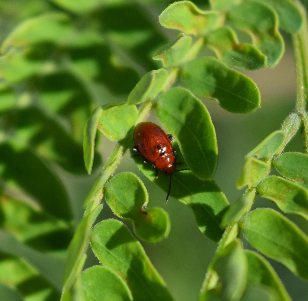 Flea Beetles from Kopomá Municipality, Yucatan, Mexico on December 25 ...