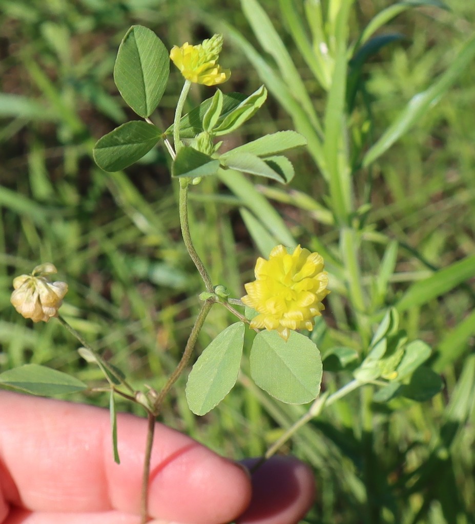 hop trefoil from Oak Point Prairie on April 30, 2020 at 10:07 AM by ...