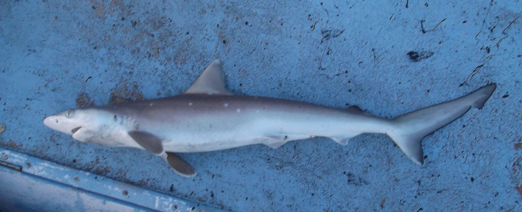 Atlantic Sharpnose Shark from Manatee County, FL, USA on May 10, 2013 ...