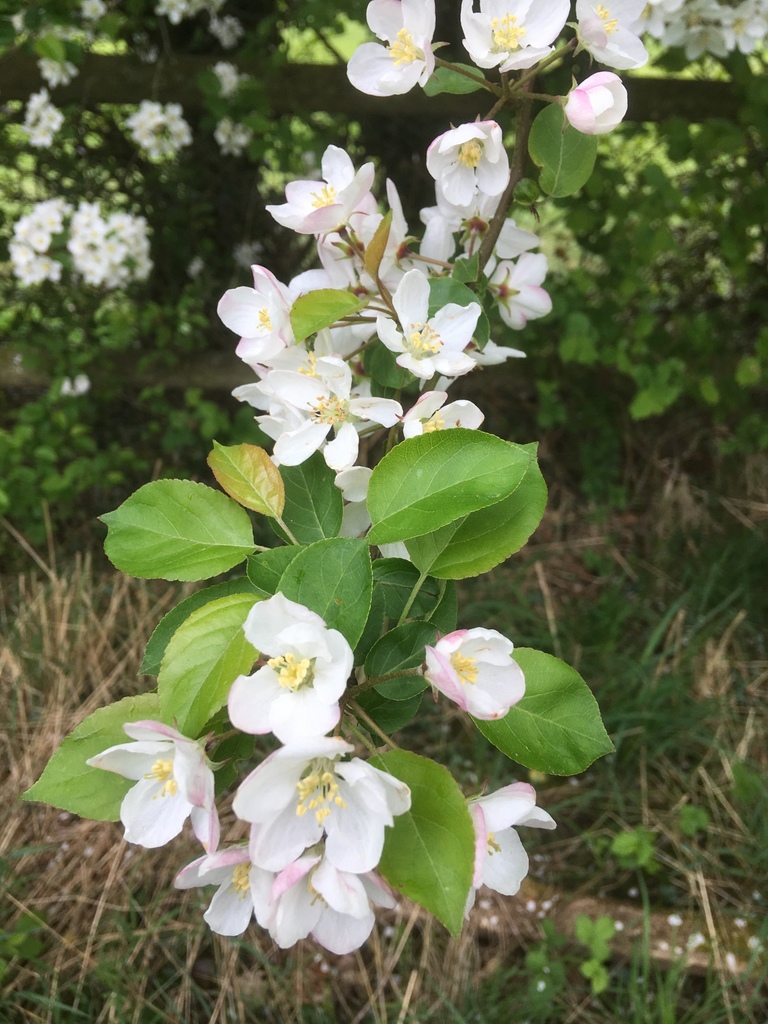 European Wild Apple from Great Britain, Birmingham, England, GB on ...