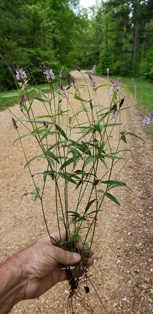 Sampson's snakeroot in April 2020 by Darrel Brown · iNaturalist