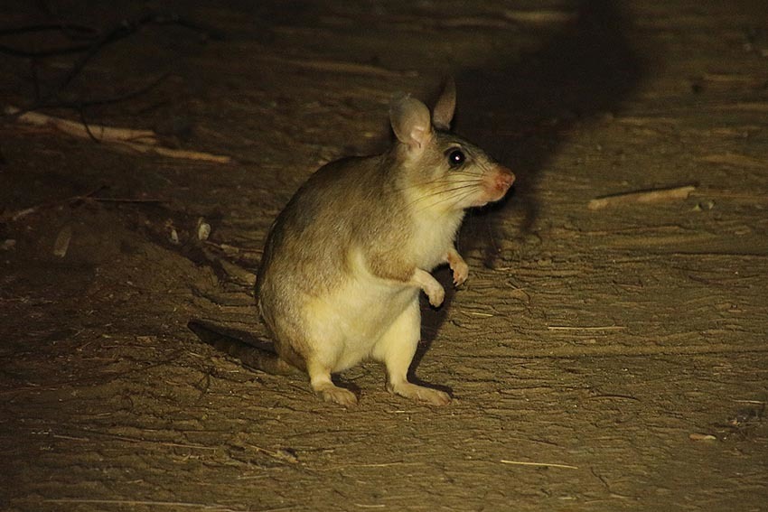 Malagasy Giant Rat in October 2018 by Barbara Schneider · iNaturalist