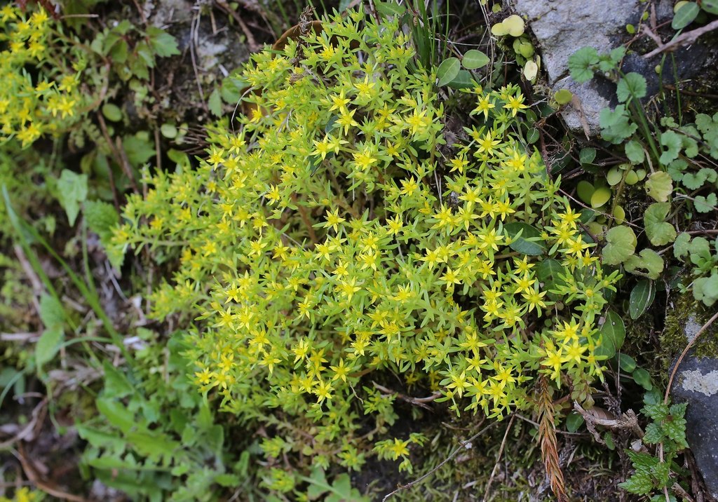 Sedum subtile from 日本、静岡県浜松市天竜区 on April 27, 2020 at 04:16 AM by 空猫 T ...