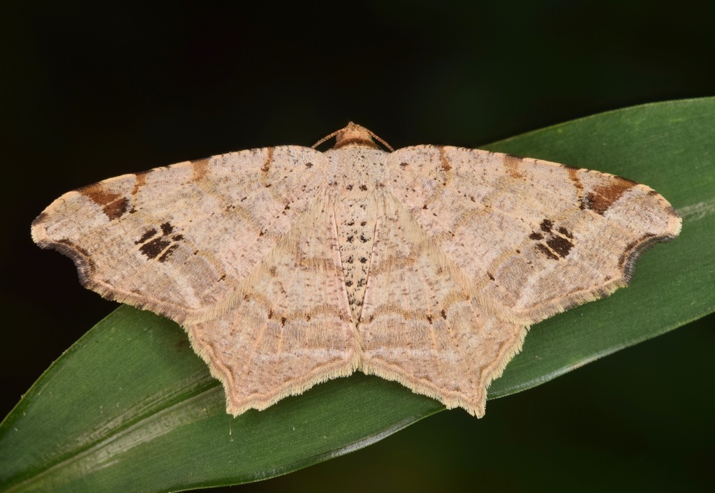 Macaria (The iNaturalist Guide to Payne Hollow) · iNaturalist