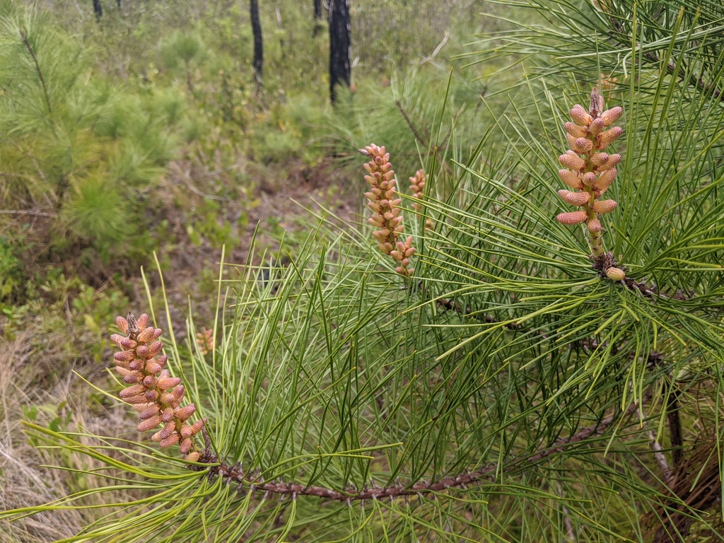 pond pine from Carteret County, NC, USA on April 26, 2020 at 12:56 PM ...