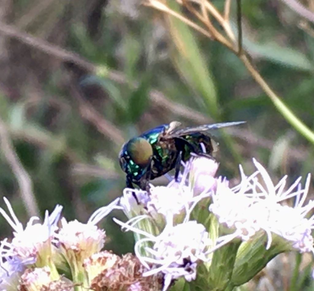 Green Jewel Fly from Sección 03, Sección 03, Rio Negro, UY on April 30 ...