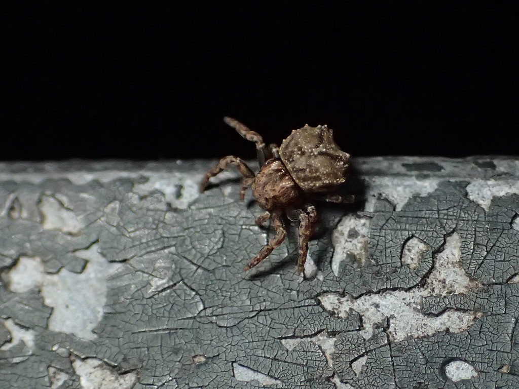 Boliscus tuberculatus (Spiders of Karnataka) · iNaturalist