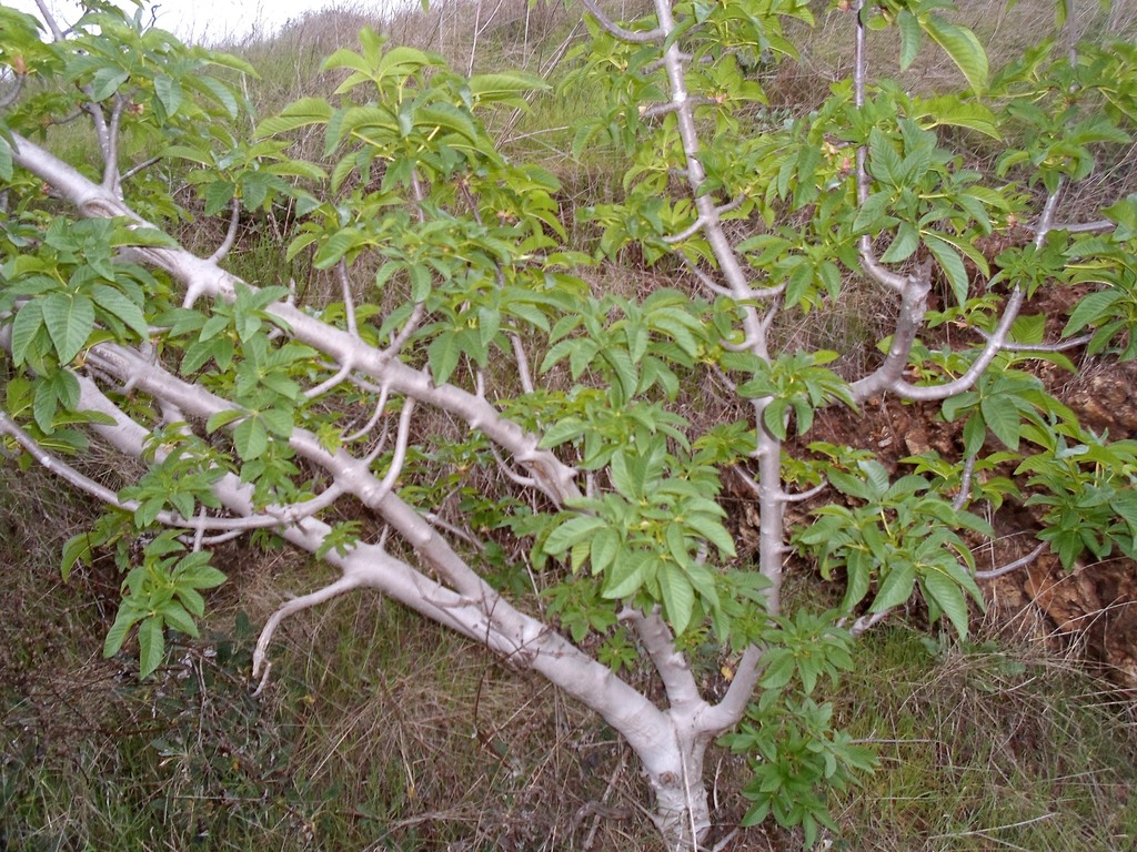 California buckeye from don edwards wildlife refuge, fremont on March ...