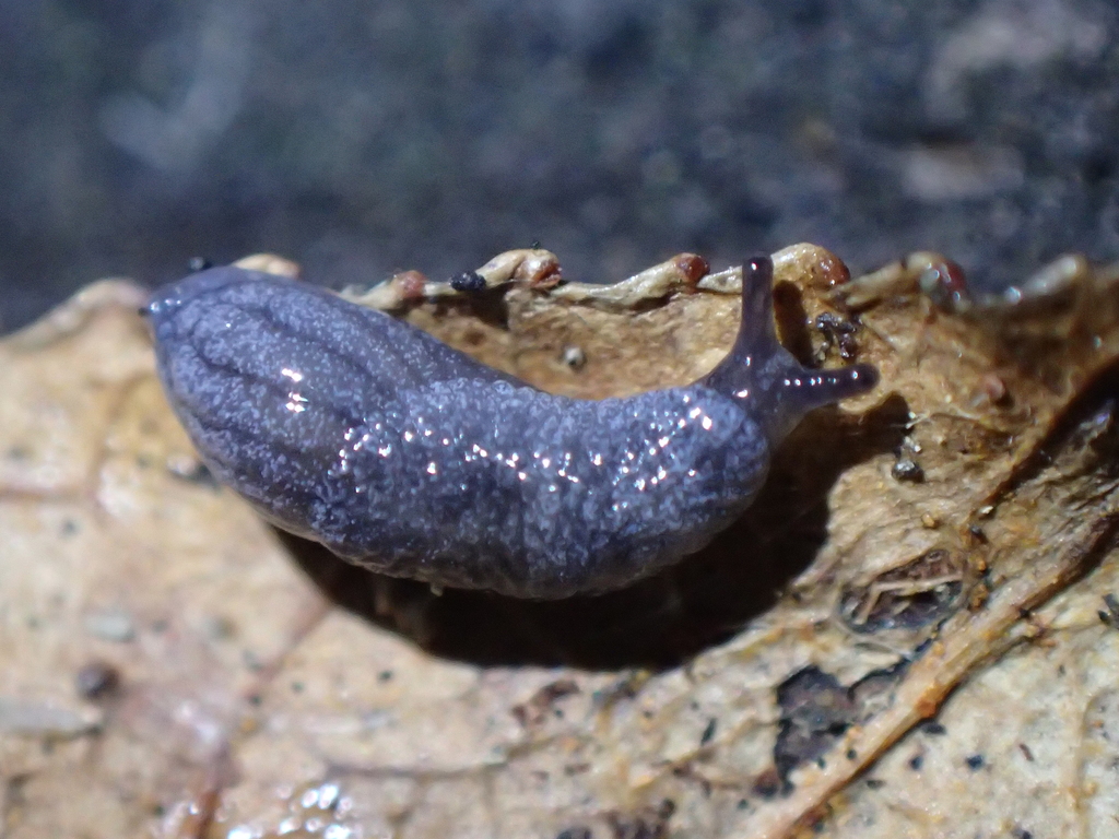 Pygmy Slug from Central Kootenay, BC, Canada on October 2, 2016 at 09: ...
