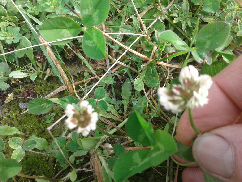 white clover from Buller, NZ-WC, NZ on April 14, 2017 at 02:59 PM by ...