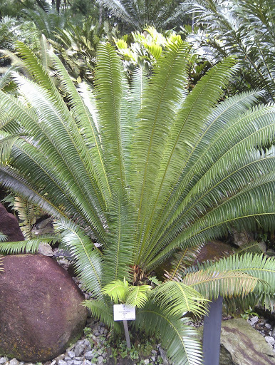 Giant Dioon (Dioon spinulosum) - Botanical Realm