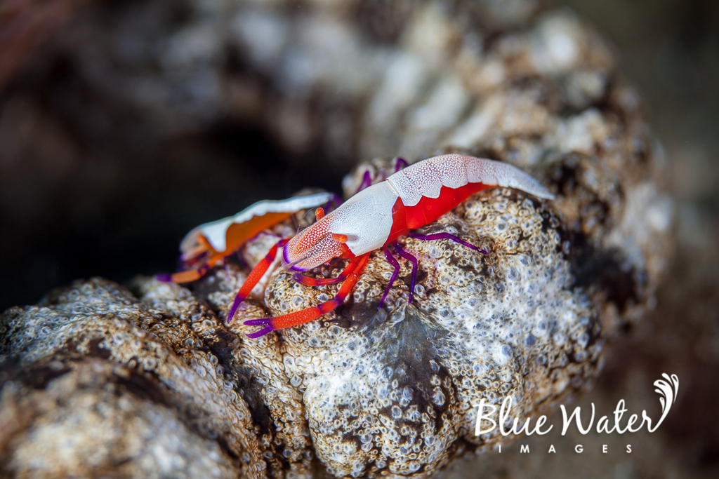 Emperor Shrimp from Teluk Ambon, Kota Ambon, Maluku, Indonesia on April ...