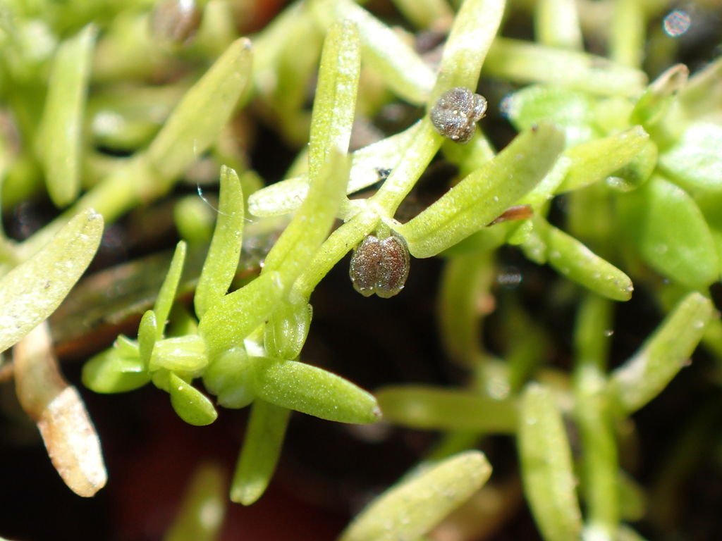 Large Water-starwort (ADIRONDACK RESEARCH GUIDEBOOK) · iNaturalist