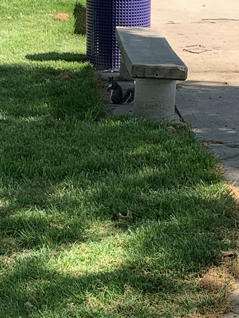 Eastern Gray Squirrel from Avila University, Kansas City, MO, US on ...