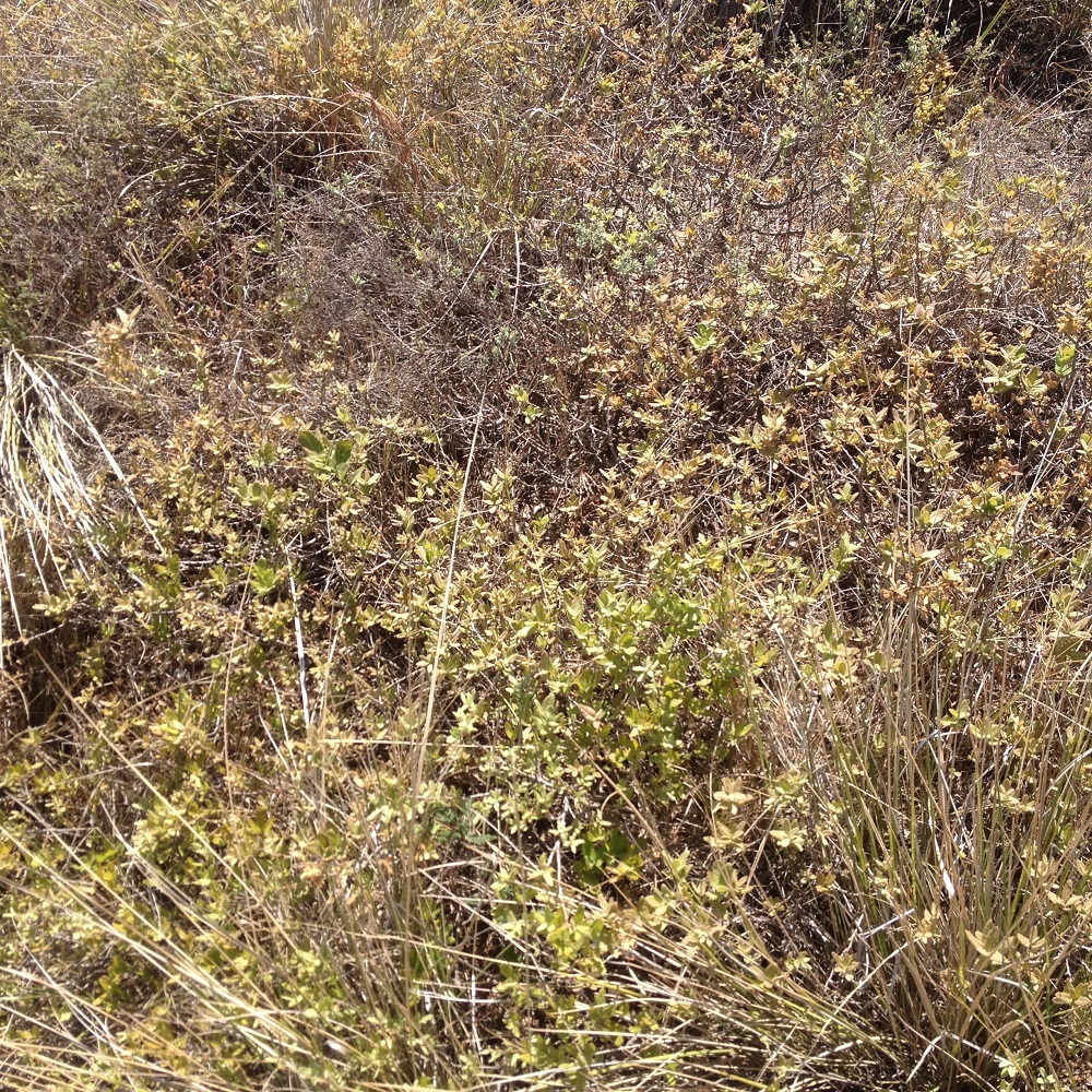 Quercus microphylla Née