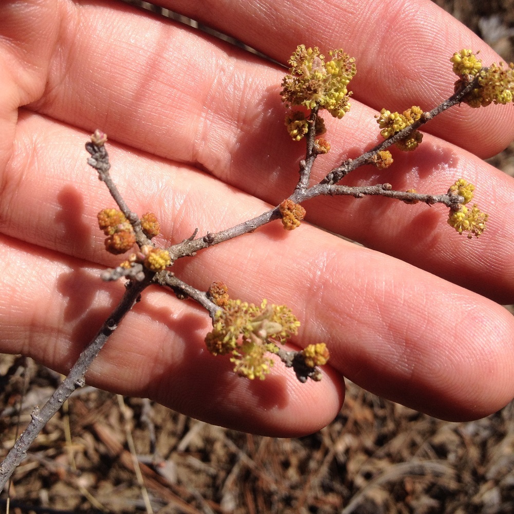 Quercus microphylla Née